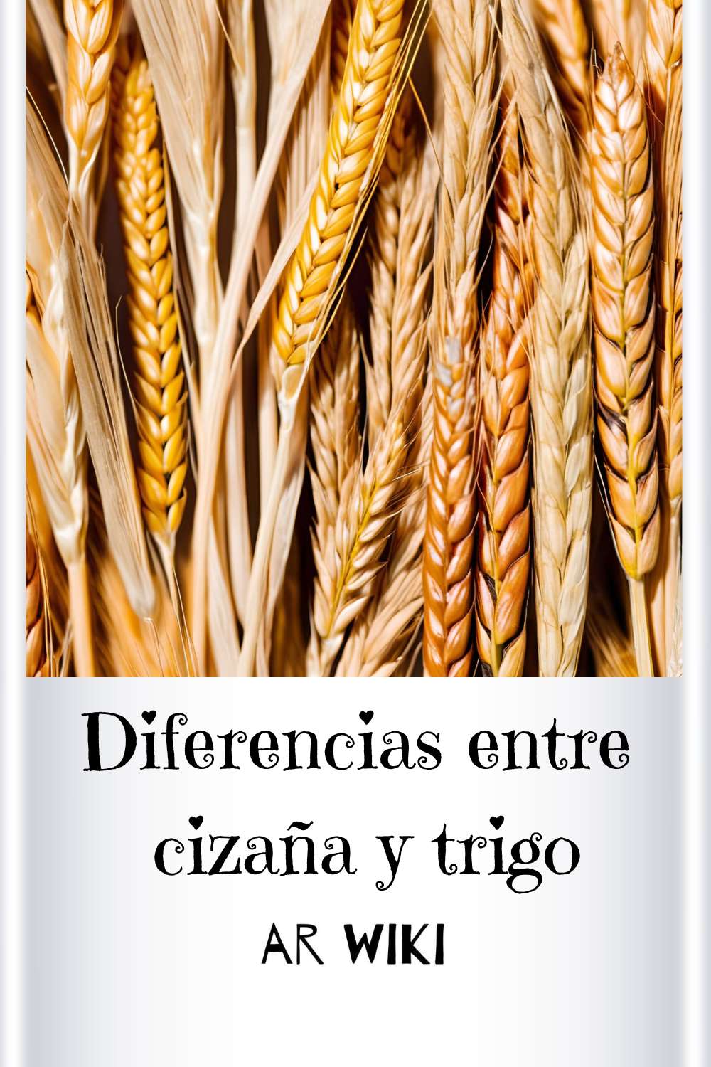 Diferencias entre cizaña y trigo